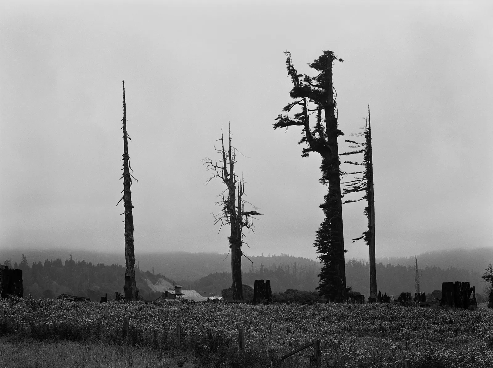 B&W Nature & Landscape Photography: A Complete Guide