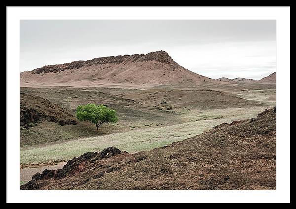 A photo of a tree in the Mongolian Gobi desert for sale