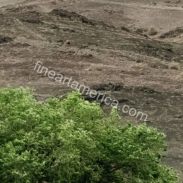 A photo of a tree in the Mongolian Gobi desert for sale