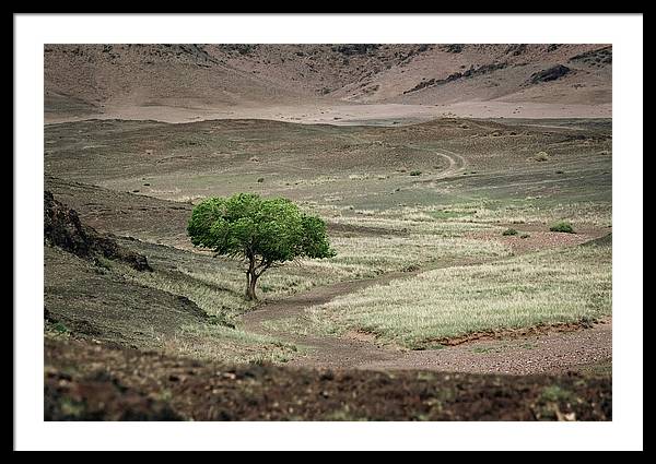A Lone Tree In The Gobi